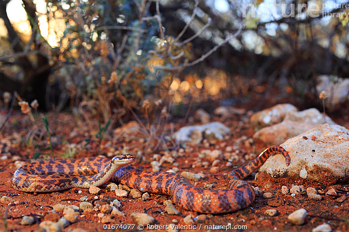 Stock photo of Rosens snake (Suta fasciata) male from mulga woodland ...