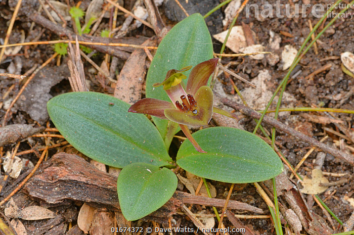 Stock photo of Three horned bird orchid (Chiloglottis triceratops ...