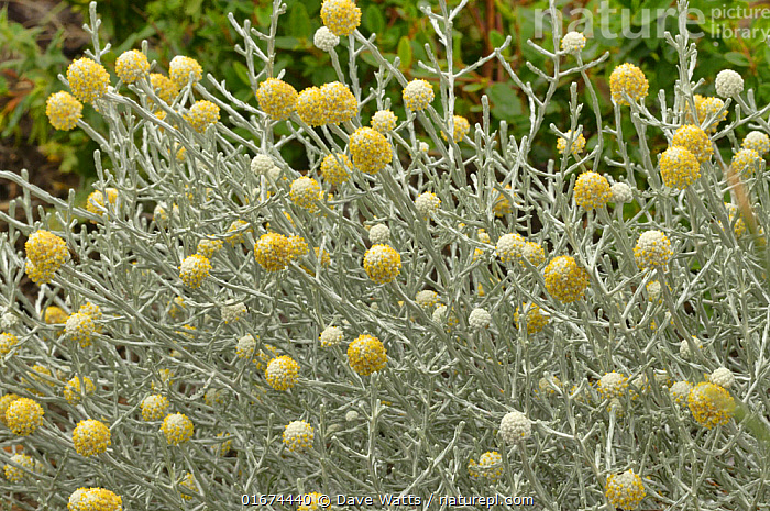 Stock photo of Cushion bush (Leucophyta brownii). Tasmania, Australia ...