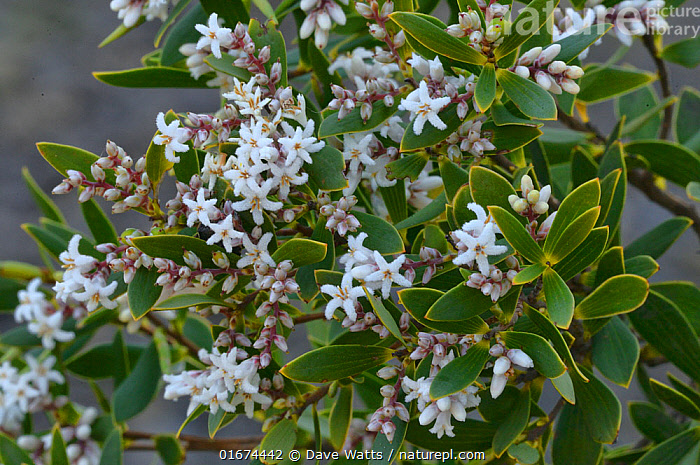 Stock photo of Coast beard heath (Leucopogon parviflorus). Tasmania ...