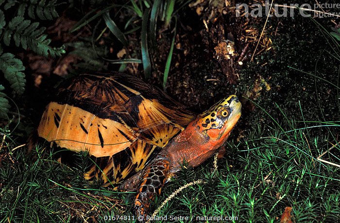 Stock photo of Indo-Chinese box turtle (Cuora galbinifrons), Captive ...