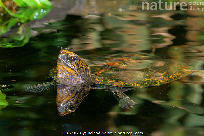 Stock photo of Japanese pond turtle (Mauremys japonica) swimming at the ...
