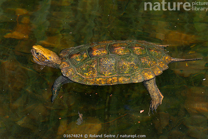 Stock photo of Japanese pond turtle (Mauremys japonica) swimming at the ...