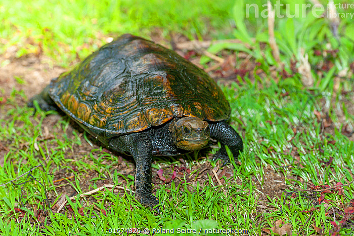Stock photo of Japanese pond turtle (Mauremys japonica) walking on land ...