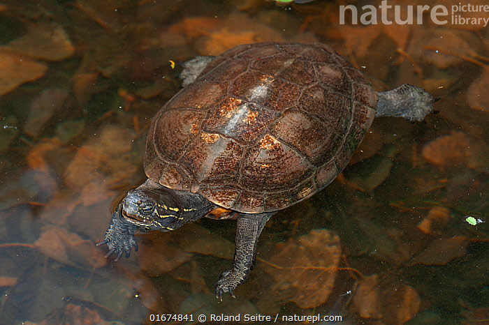 Stock photo of Red-necked pond turtle (Mauremys nigricans) in water ...