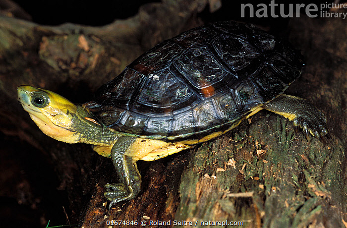 Stock photo of Yellow-headed box turtle (Cuora aurocapitata), captive ...