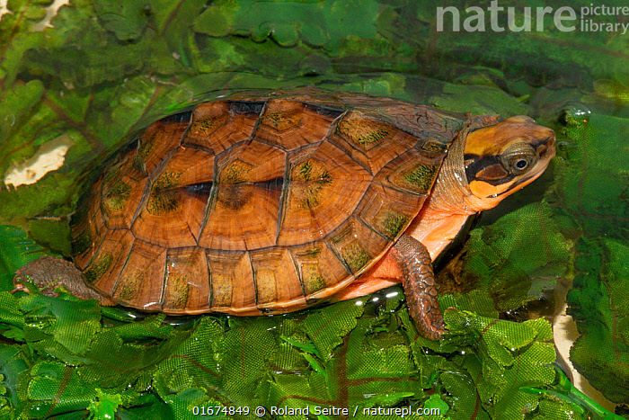 Stock photo of Chinese three-striped box turtle (Cuora trifasciata ...