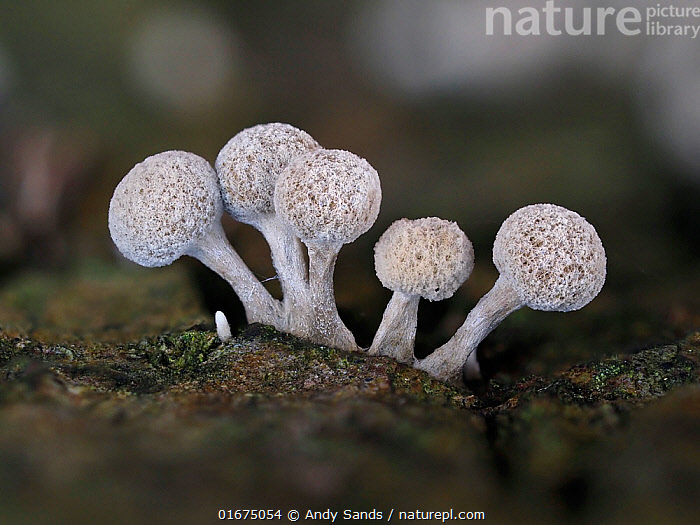 Stock photo of Fenugreek stalkball fungi (Phleogena faginea), very ...