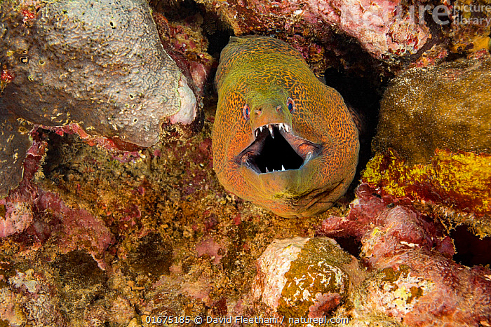 Stock photo of Giant moray eel (Gymnothorax javanicus) with mouth open ...