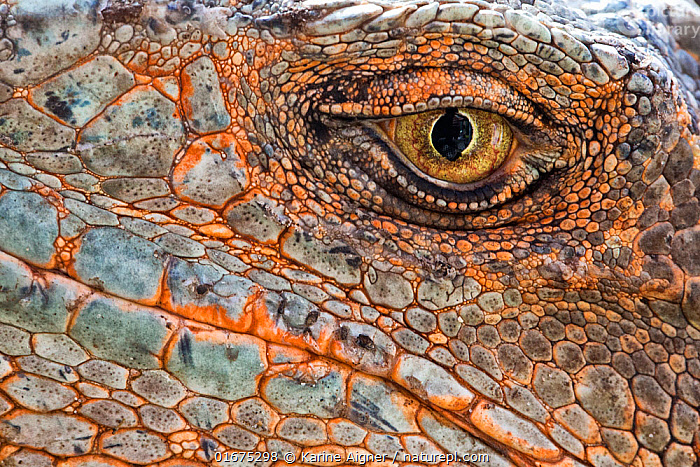 Stock photo of Close up of a Green iguana (Iguana iguana) eye and face ...