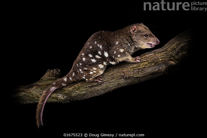 Stock photo of Portrait against black of a Tiger quoll (Dasyurus ...