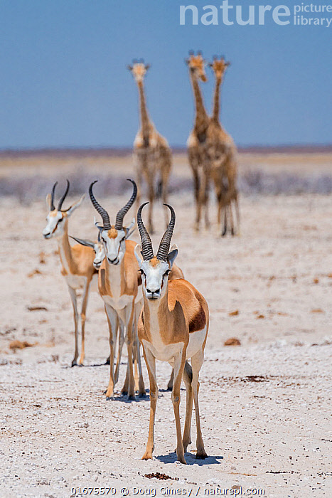 Stock photo of Angolan giraffes (Giraffa giraffa angolensis) and ...