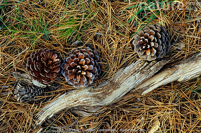 Stock photo of Guadalupe Island Pine Tree (Pinus radiata var. binata ...
