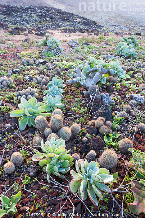 Stock photo of Guadalupe cistanthe (Cistanthe guadalupensis) succulent ...