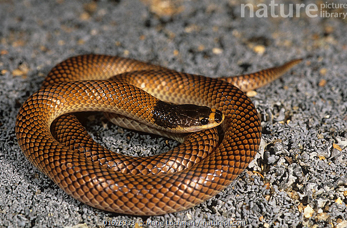 Stock photo of Gould's snake (Parasuta gouldii) Wheatbelt, Western ...