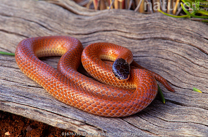 Stock photo of Monk snake (Parasuta monachus) Goldfields, Western ...