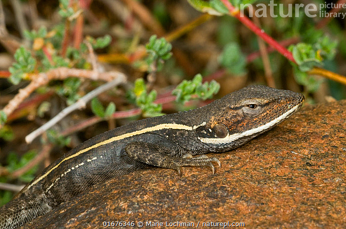 Stock photo of Long-nosed dragon (Gowidon longirostris) Murchison ...