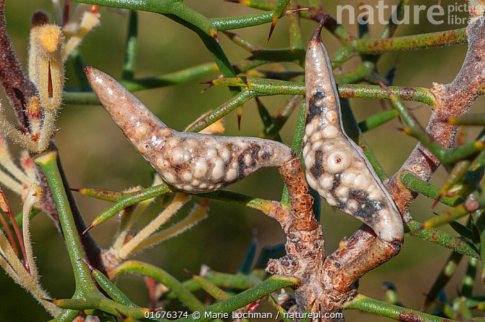 Stock photo of Hedgehog Hakea (Hakea erinacea), , Darling Range ...