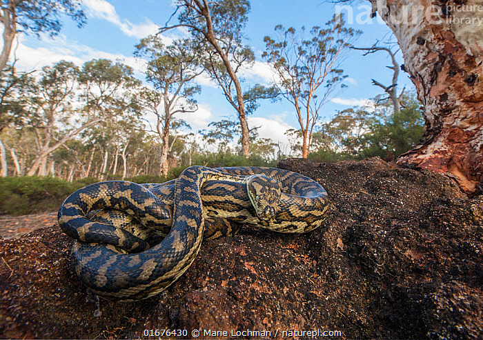 Stock photo of Western carpet python (Morelia spilota imbricata ...
