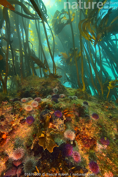 Stock photo of Kelp forest / sea bamboos (Ecklonia maxima) with the ...