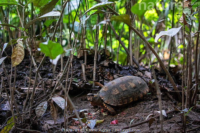 Stock photo of Yellow footed tortoise (Chelonoidis denticulata) eating ...