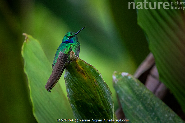 Stock photo of Sparkling violetear hummingbird (Colibri coruscans ...