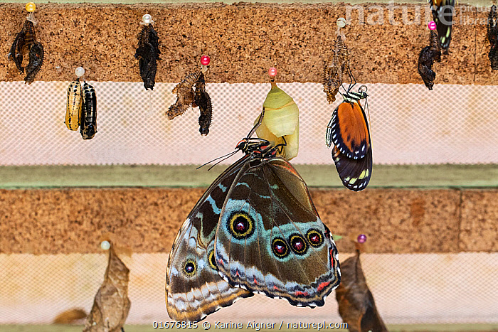 Stock photo of Blue morpho butterfly (Morpho peleides) emerges from ...