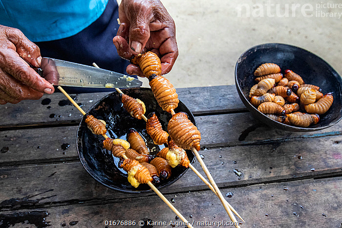 Stock photo of South American Palm weevil larvae (Rhynchophorus ...