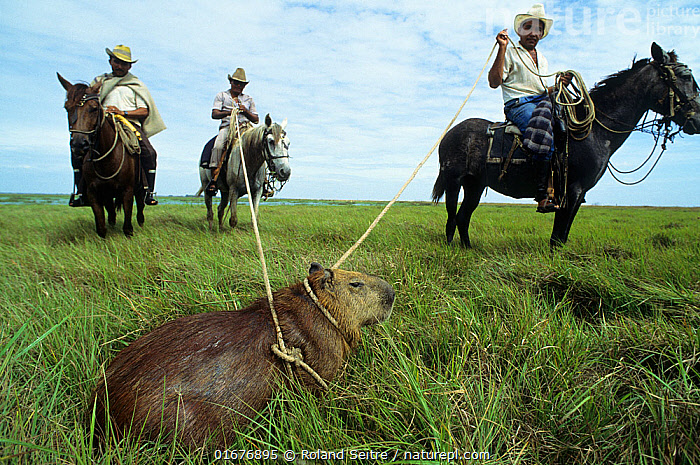 Stock photo of Venezuelan Llaneros (cowboys) catching Capybara ...