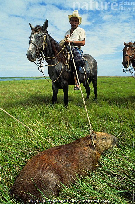 Stock photo of Venezuelan Llaneros (cowboys) catching Capybara ...