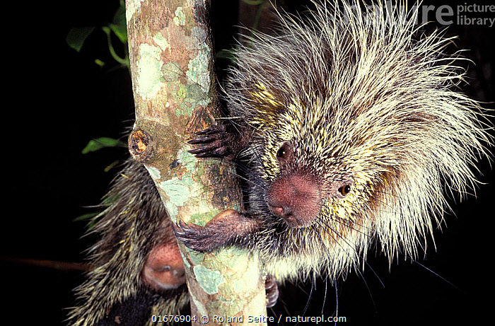 Stock photo of Lichtenstein tree porcupine (Sphiggurus insidiosus ...