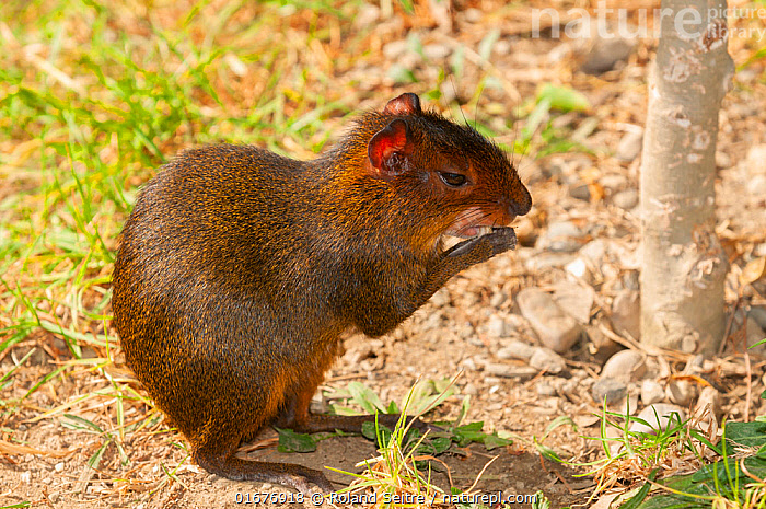 Stock photo of Red Acouchi (Myoprocta acouchy) on hind legs, feeding ...