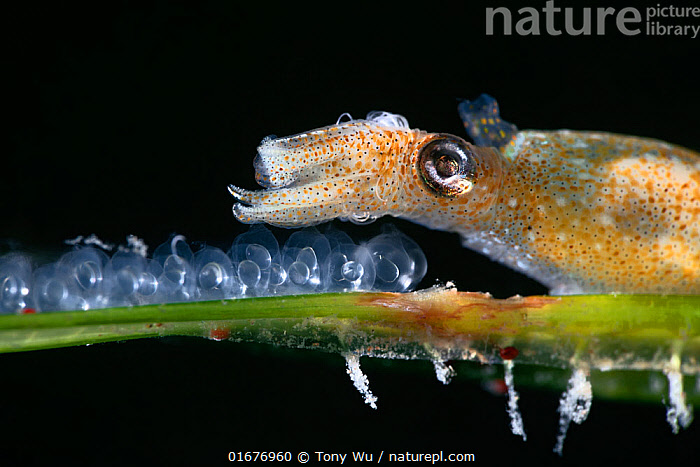 Stock photo of Female Northern pygmy squid (Idiosepius paradoxus ...