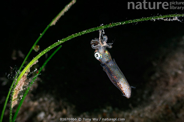 Stock photo of Northern pygmy squid (Idiosepius paradoxus) wrapped ...