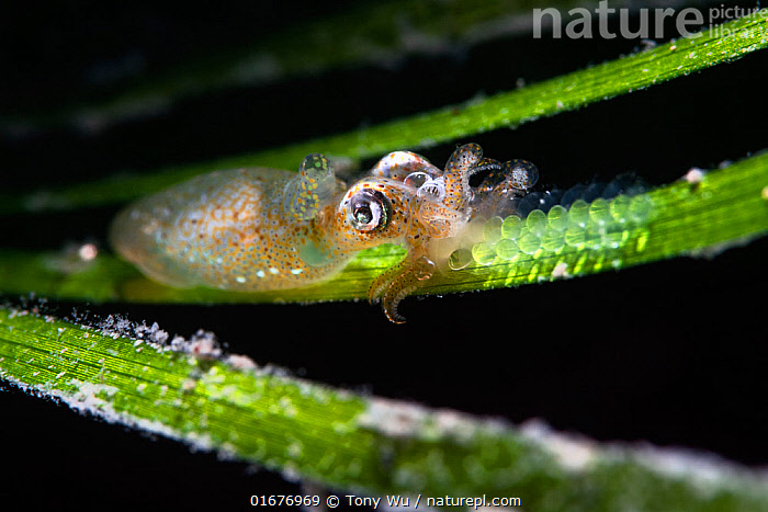 Stock photo of Female Northern pygmy squid (Idiosepius paradoxus ...