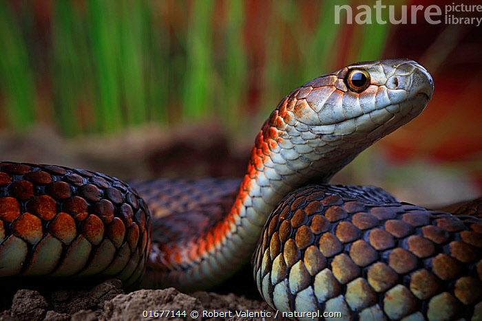 Stock photo of Lowland copperhead (Austrelaps superbus) male snake from ...