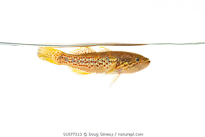 Stock photo of Southern purple spotted gudgeon (Mogurnda adspersa) in ...