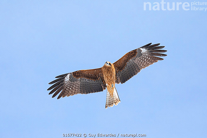 Stock photo of Black-eared kite (Milvus migrans lineatus) in flight ...