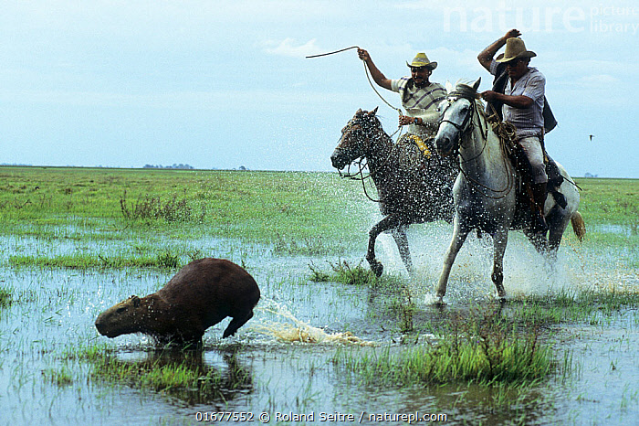 Stock photo of Venezuelan Llaneros (cowboys) catching Capybara ...