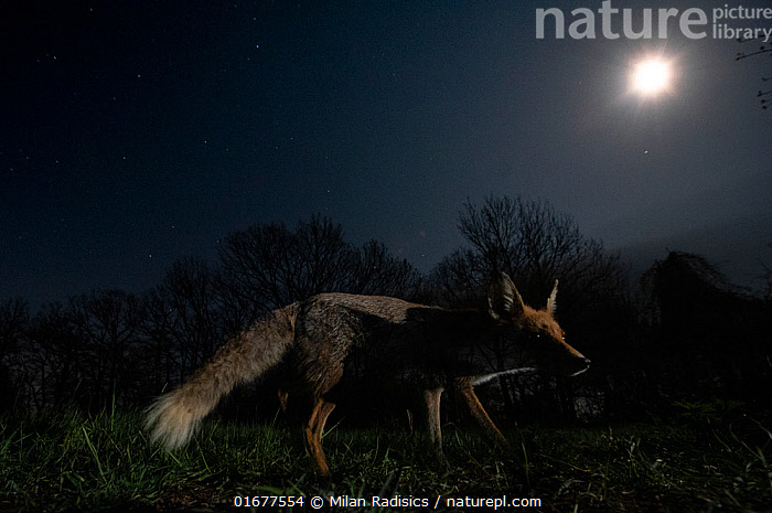 Stock photo of Red fox (Vulpes vulpes) female under a starry spring sky ...