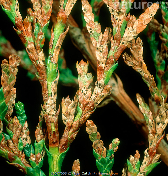 Stock photo of Thuja needle scorch, cedar or Keithia leaf blight ...