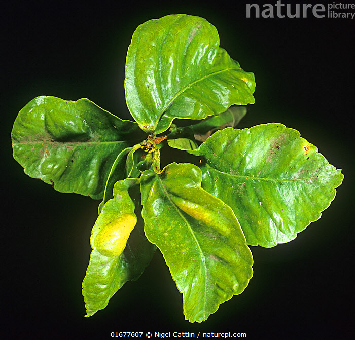 Stock photo of Citrus rust mite (Phyllocoptruta oleivora) blister ...