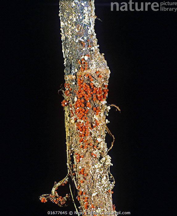 Stock photo of Black rot (Calonectria ilicicola) perithecia on the stem ...