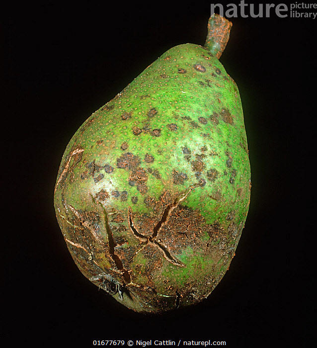 Stock photo of Pear scab (Venturia pyrina) severe spotting and cracking ...