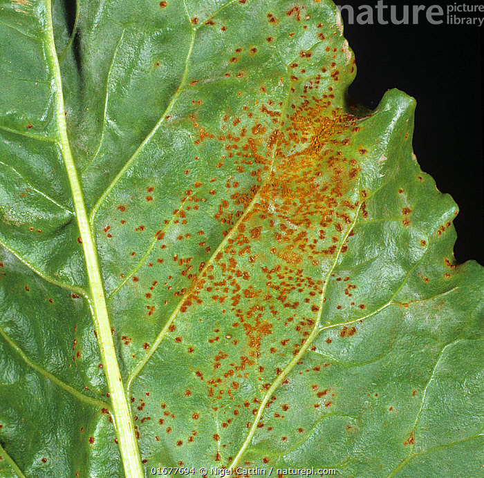 Stock photo of Sugar beet rust (Uromyces beticola) fungal disease ...