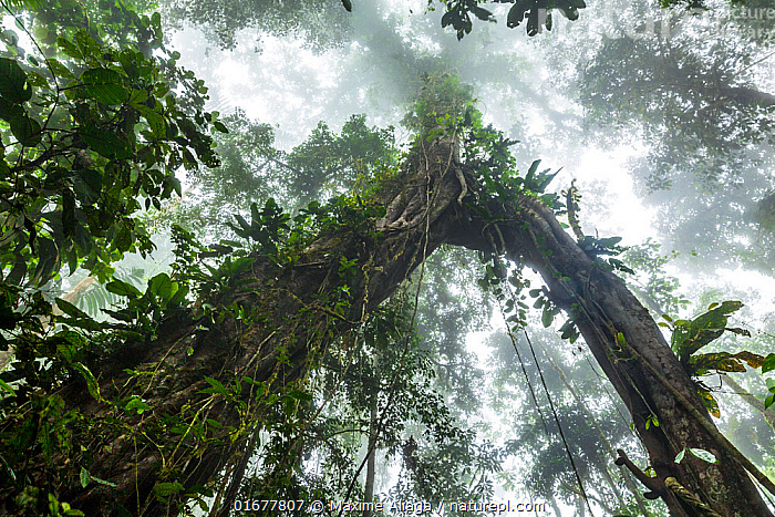 Stock photo of Giant ficus tree, Mache Chindul Reserve, Choco, Ecuador ...