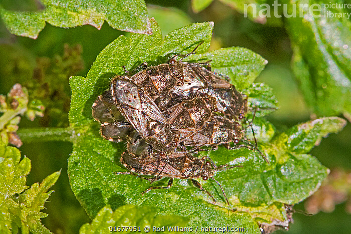 Stock photo of Nettle groundbugs (Heterogaster urticae) displaying characteristic…. Available ...