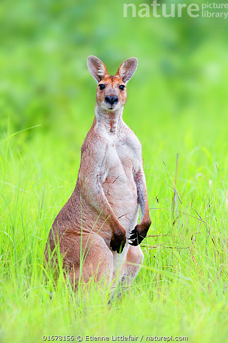 Stock photo of Antilopine wallaroo (Macropus antilopinus) young adult ...