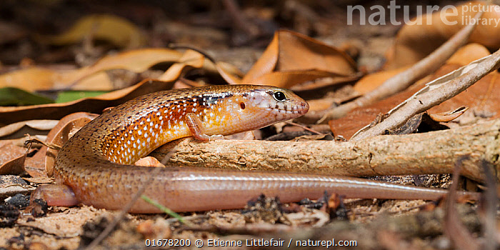 Stock photo of Orange-sided bar lipped skink (Eremisascincus douglasi ...