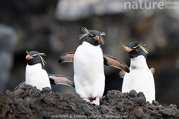 Eastern Rockhopper Penguin Rockhopper Penguins Are Losing Ground